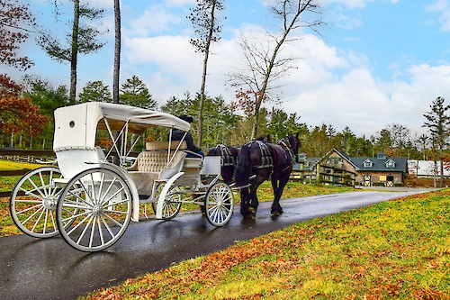 Scenic Wagon Ride Adventure at The Preserve Resort & Spa